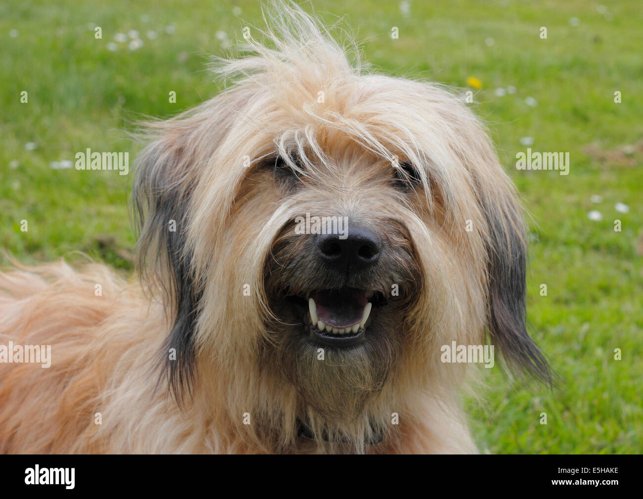 Are Catalan Sheepdogs Good With Children