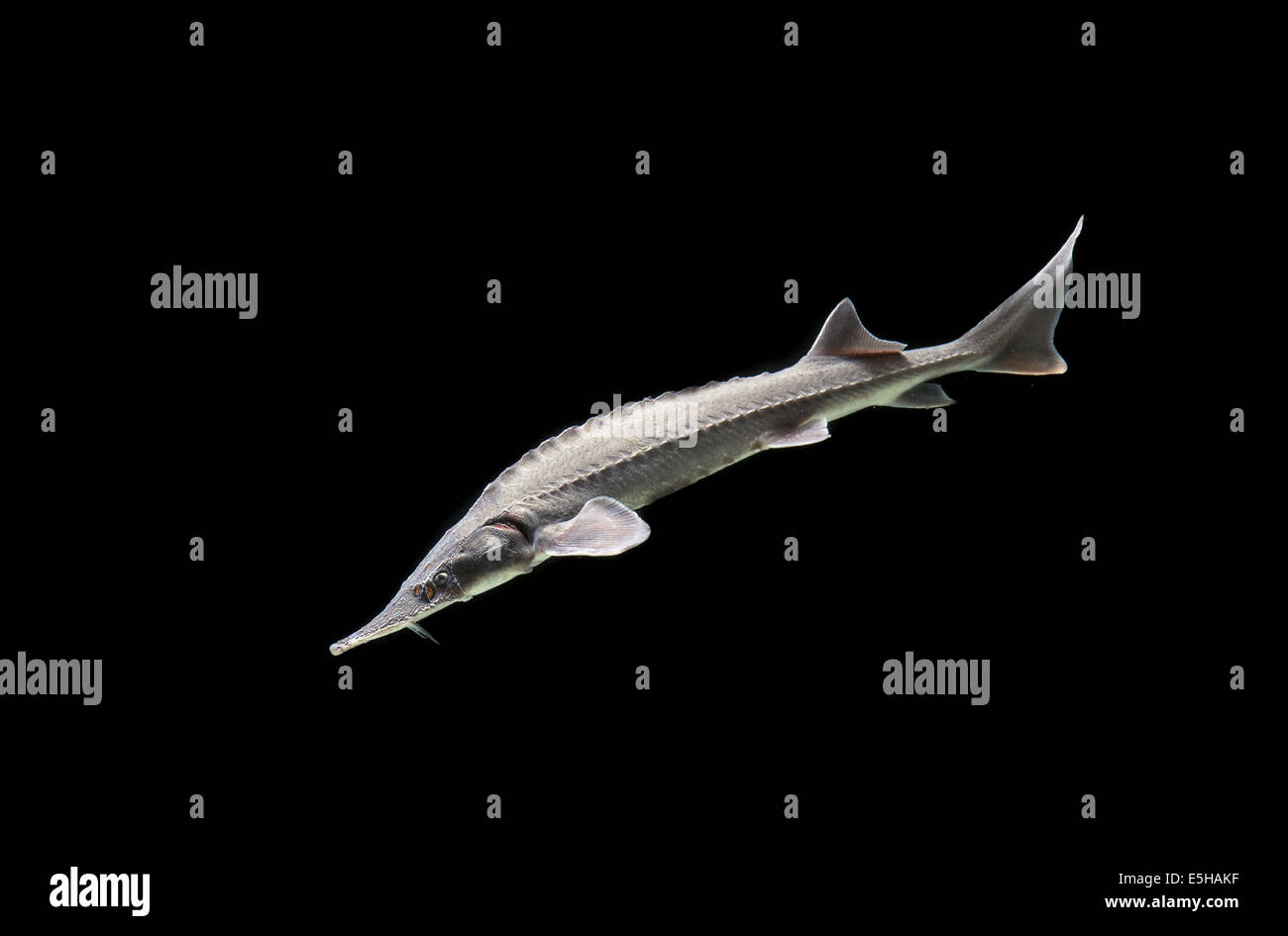 Siberian Sturgeon (Acipenser baerii Stock Photo - Alamy