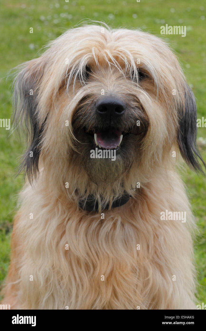 Catalan dog hi-res stock photography and images - Alamy