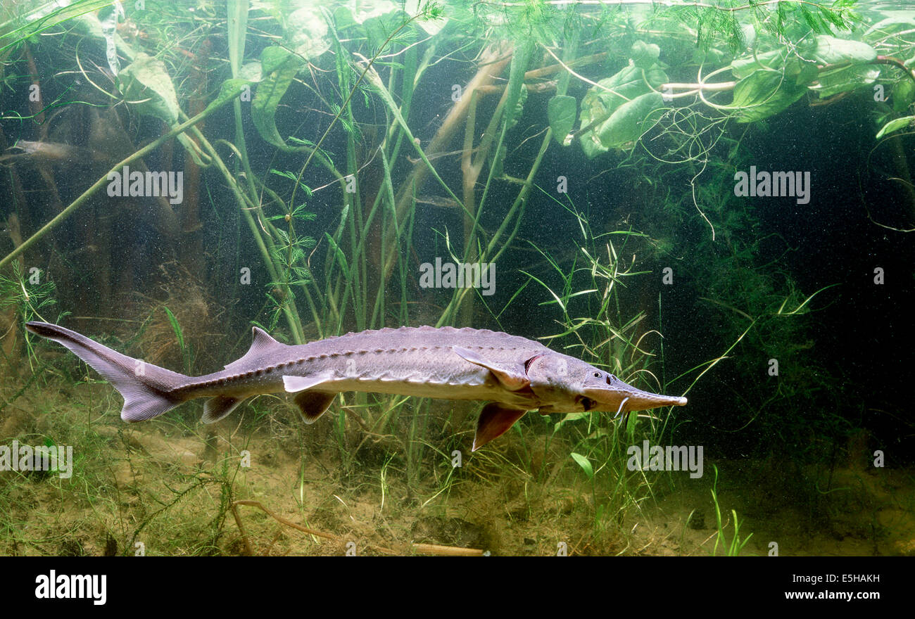 Siberian Sturgeon (Acipenser baerii Stock Photo - Alamy
