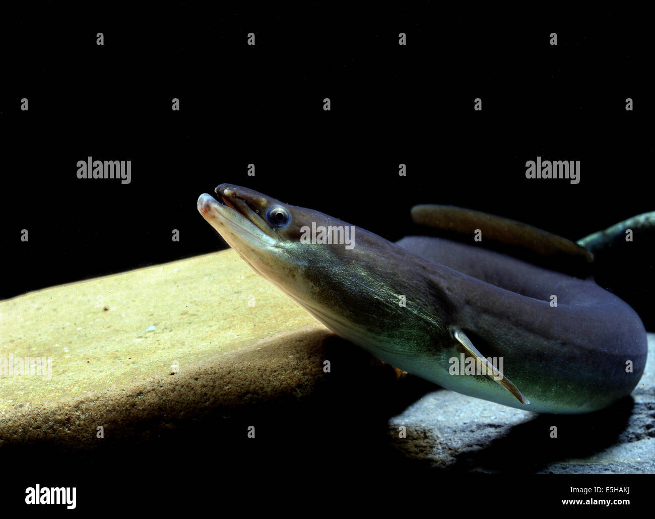 European Eel (Anguilla anguilla Stock Photo - Alamy