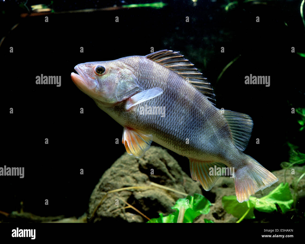 European perch hi-res stock photography and images - Alamy