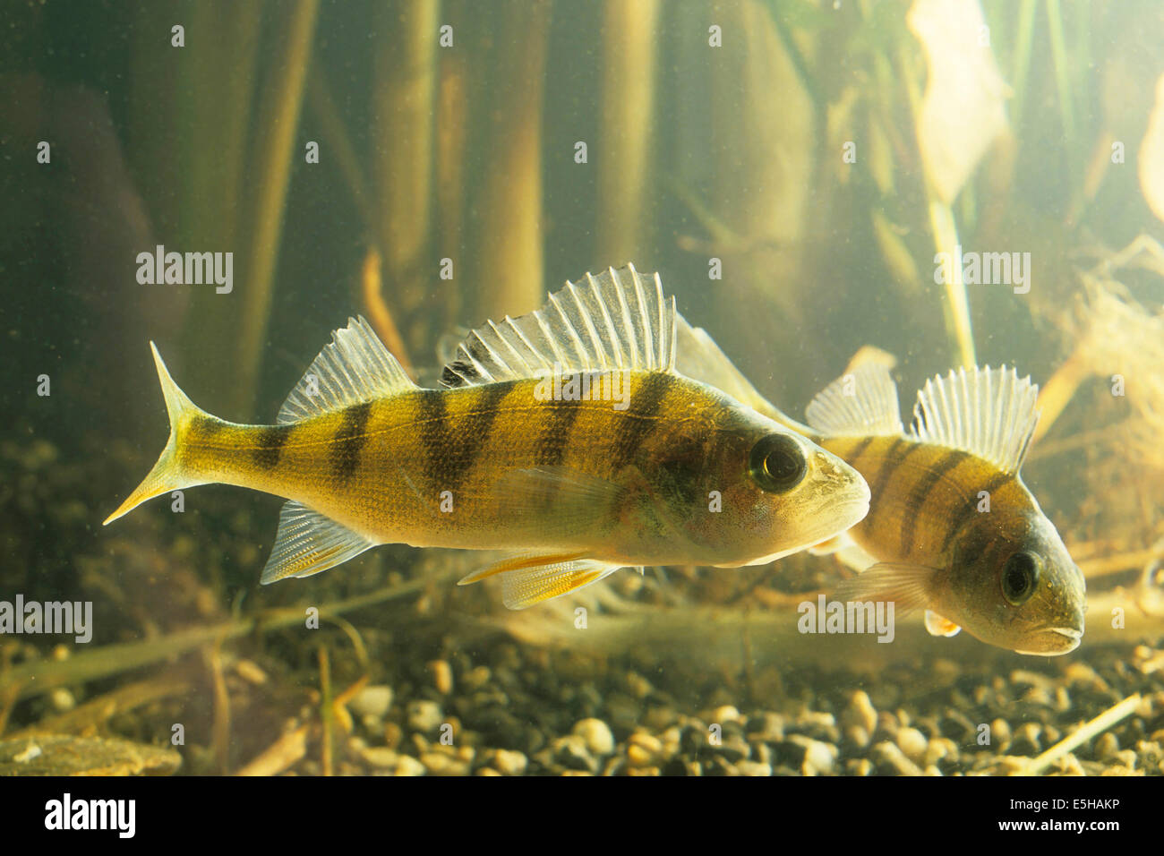 European Perches (Perca fluviatilis Stock Photo - Alamy