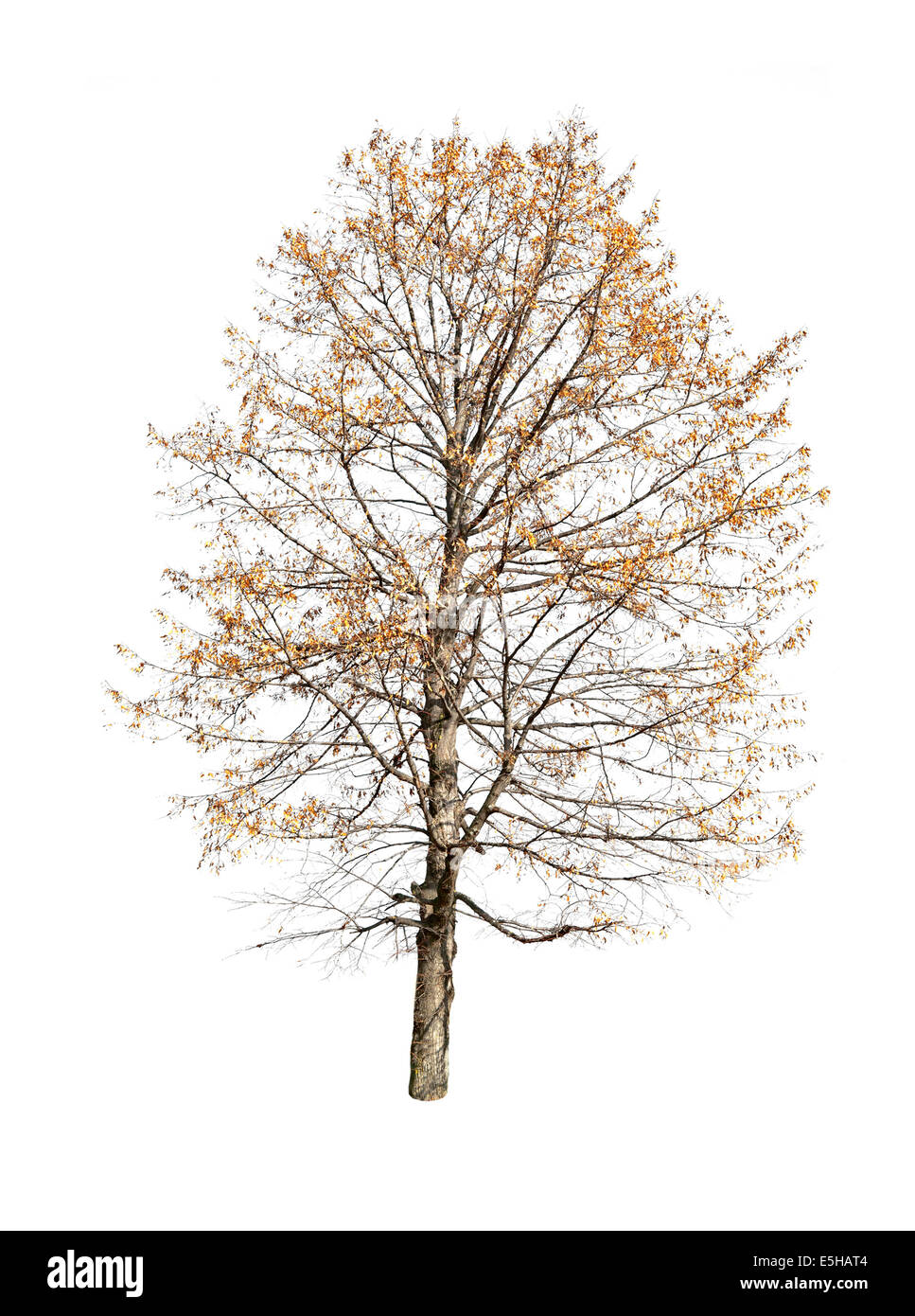 autumn tree isolated on white background Stock Photo - Alamy