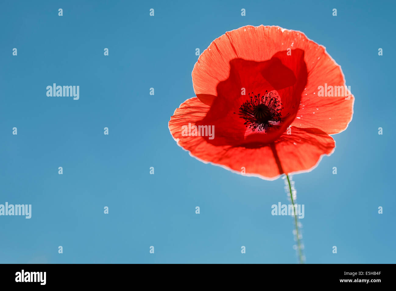 Poppy flower in front of blue sky Stock Photo - Alamy