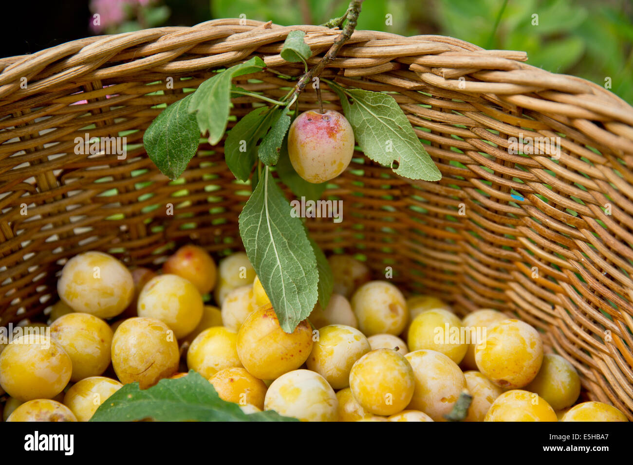 Mirabellen Ernte High Resolution Stock Photography and Images - Alamy