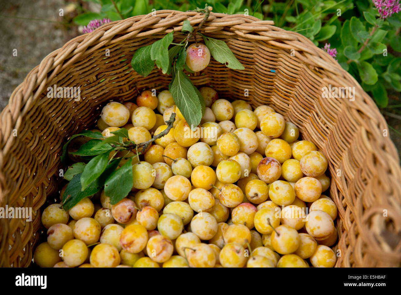 Mirabelle plums are pictured in Grosbliederstroff, France, 1 September ...