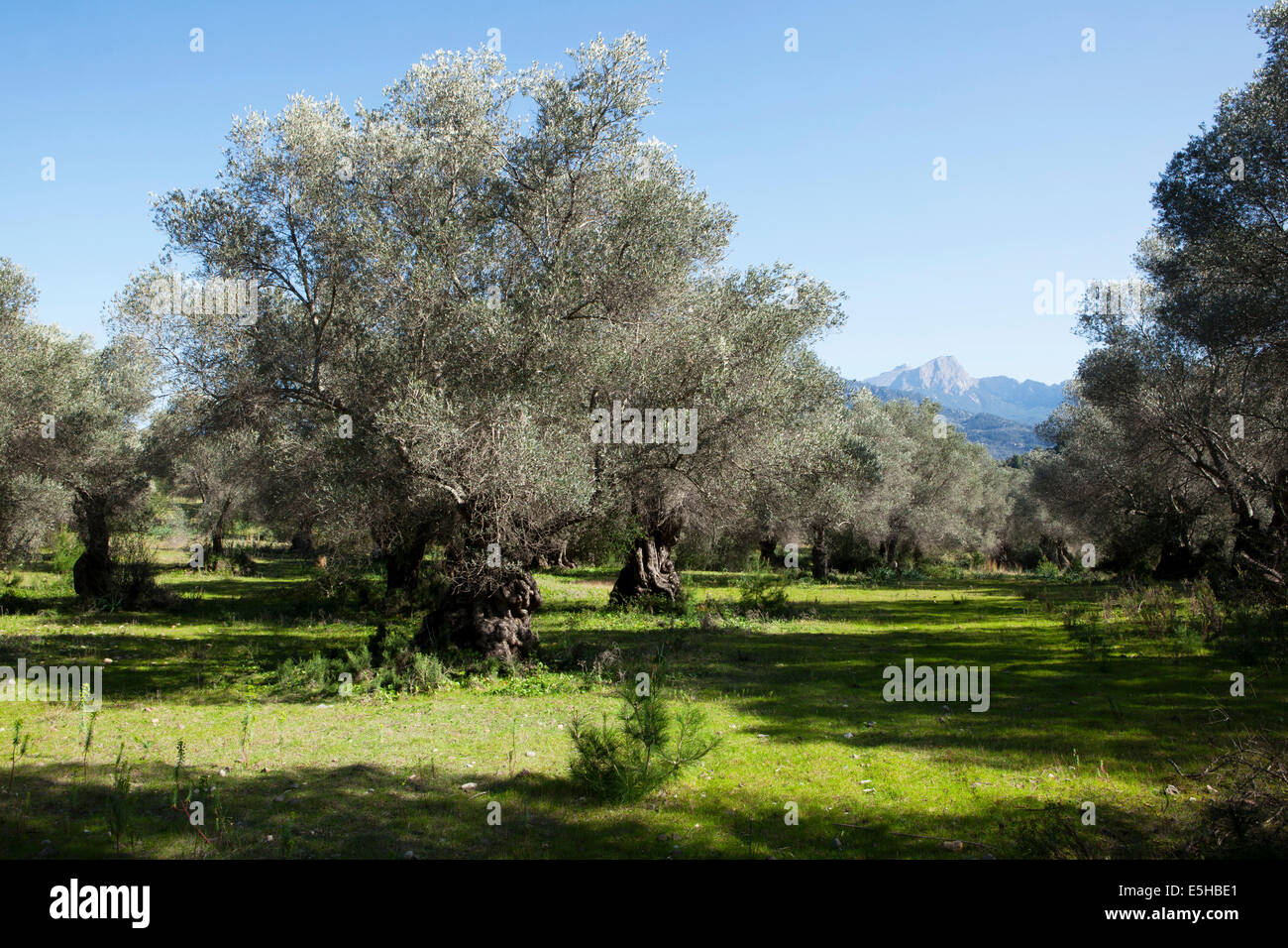 Olive grove, Olive trees (Olea europaea), Serra de Tramuntana, Majorca ...