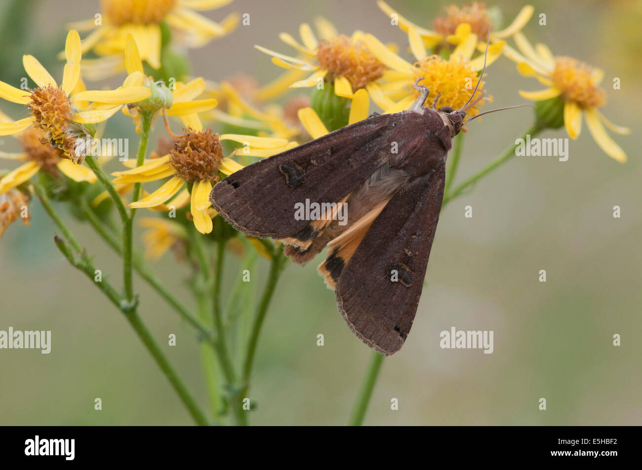 Lesser Broad-bordered Yellow Underwing (Noctua janthina), on ragwort ...