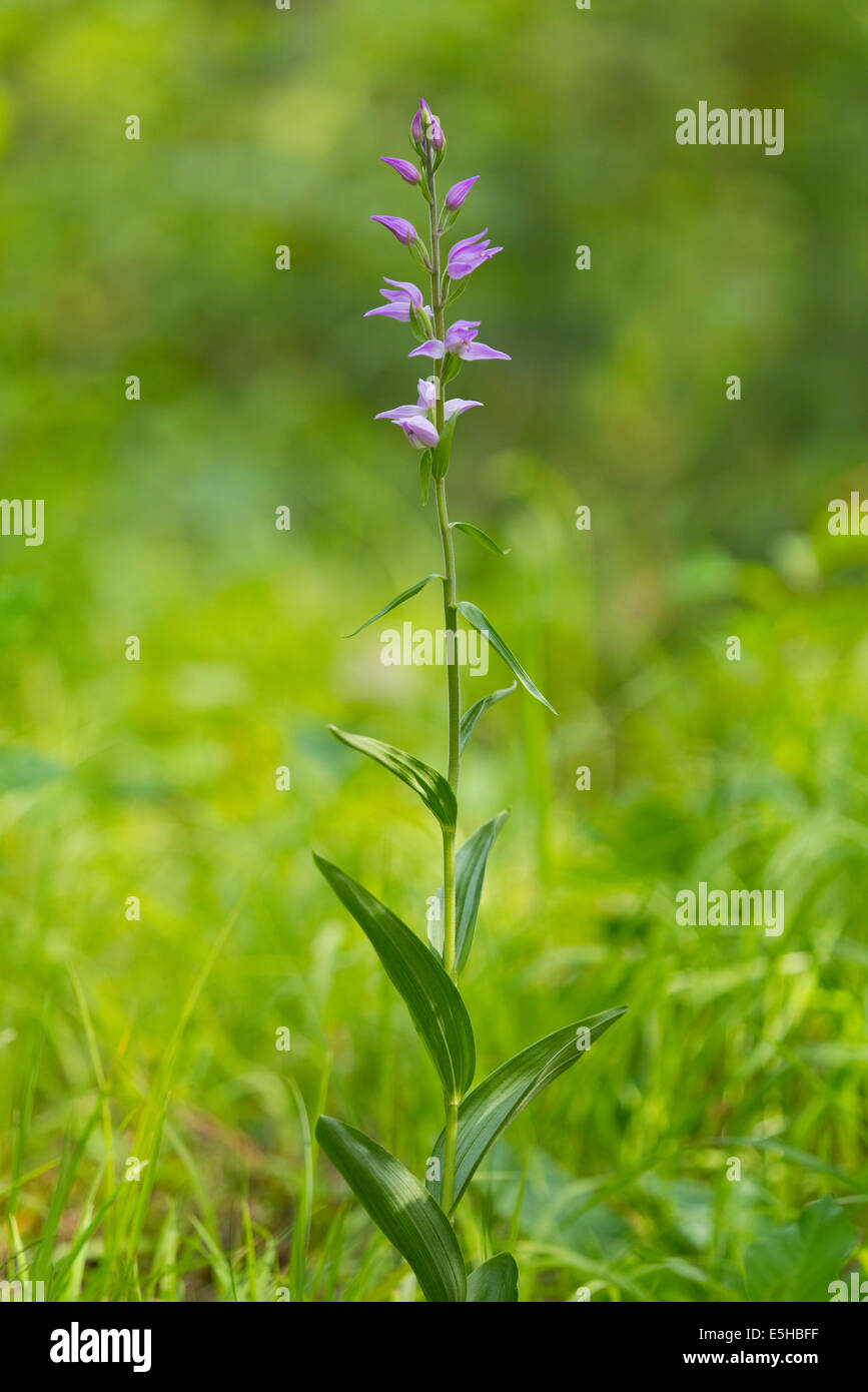Red helleborine (Cephalanthera rubra), flower, Thuringia, Germany Stock ...