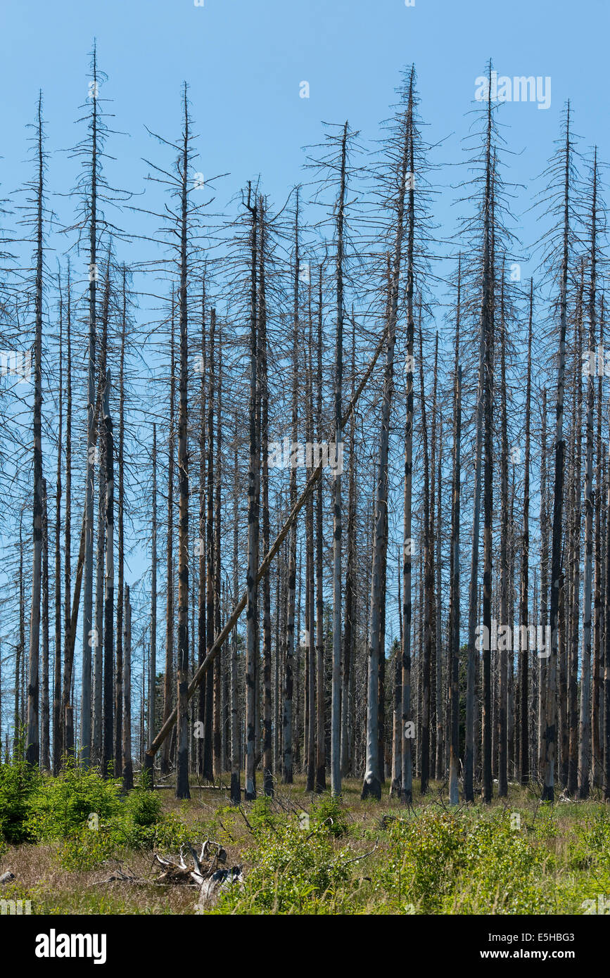 Dead spruce (Picea abies) infected and damaged by the European spruce ...