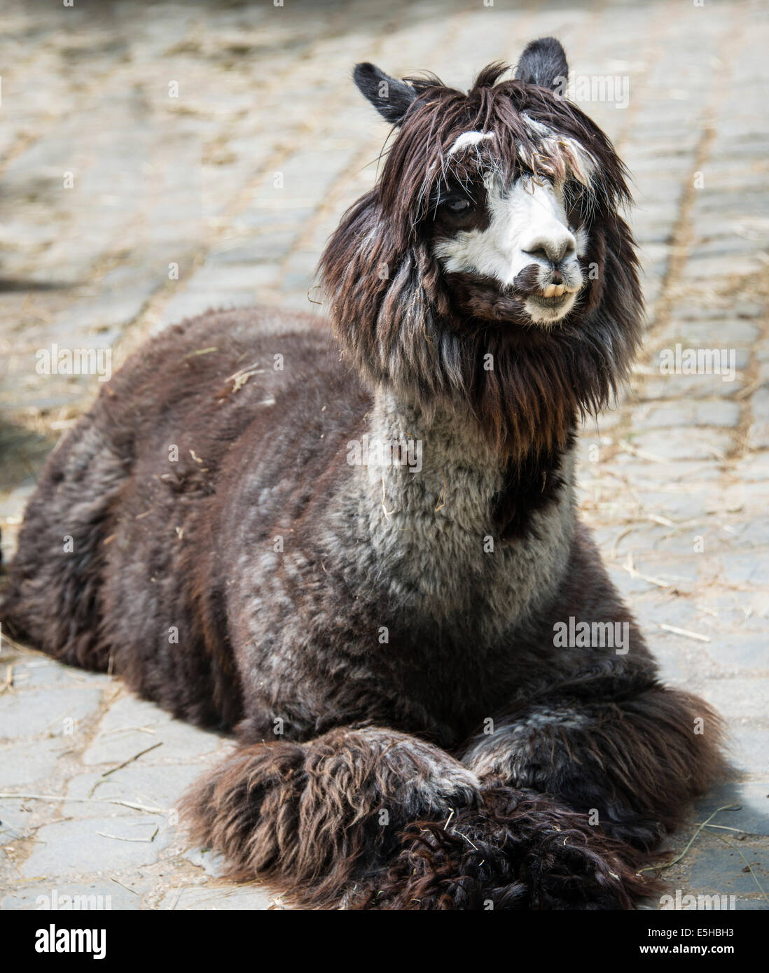 Llama (Lama), captive Stock Photo - Alamy