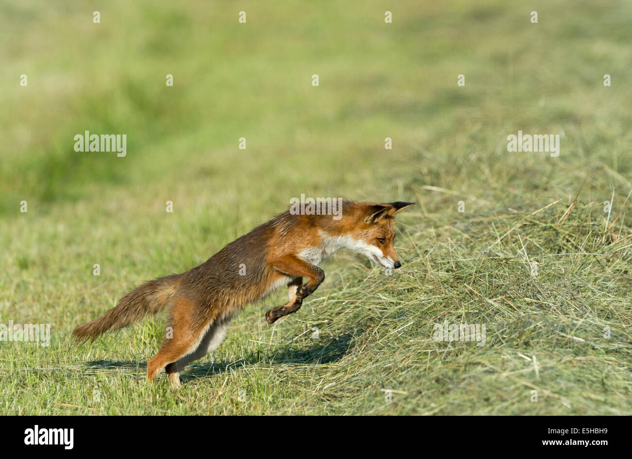Red fox (Vulpes vulpes), mousing jump, North Hesse, Hesse, Germany ...