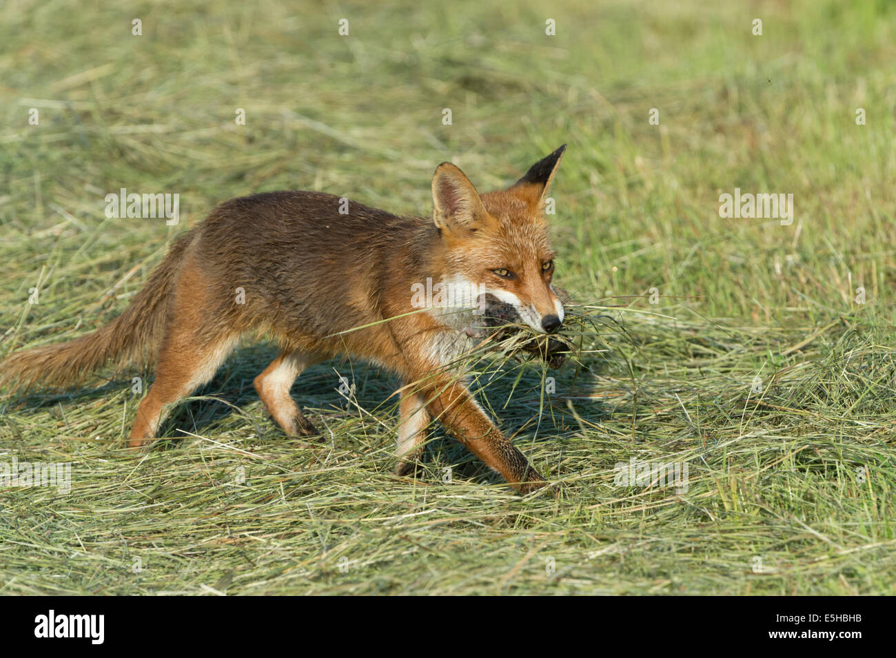 Red fox prey hi-res stock photography and images - Alamy