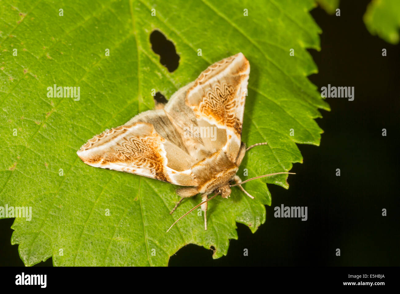 Buff Arches moth (Habrosyne pyritoides), on a leaf, South Wales, United ...