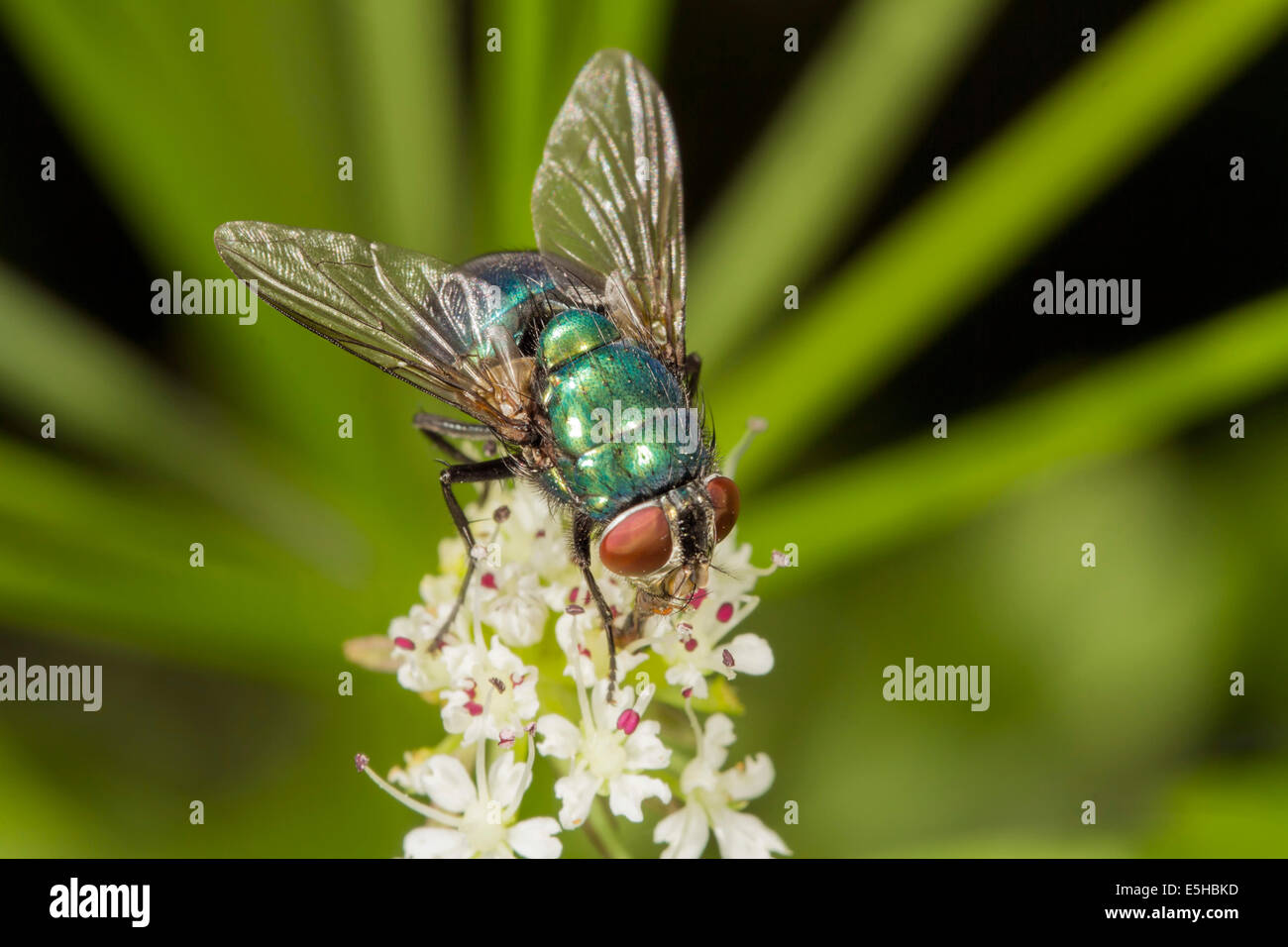Lucilia sp hi-res stock photography and images - Alamy