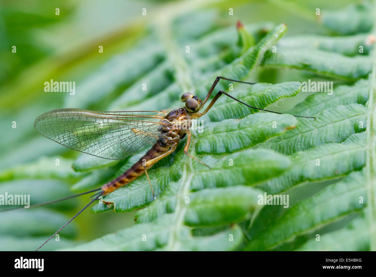 Mayfly wales hi-res stock photography and images - Alamy