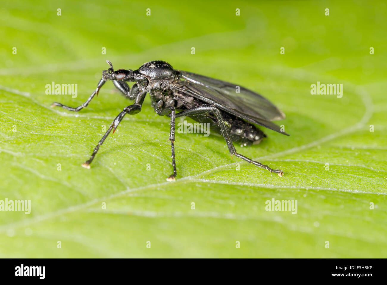 St marks fly hi-res stock photography and images - Alamy