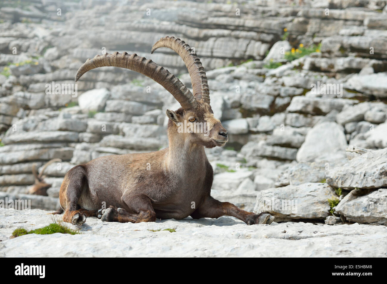 Alpine ibex hi-res stock photography and images - Alamy