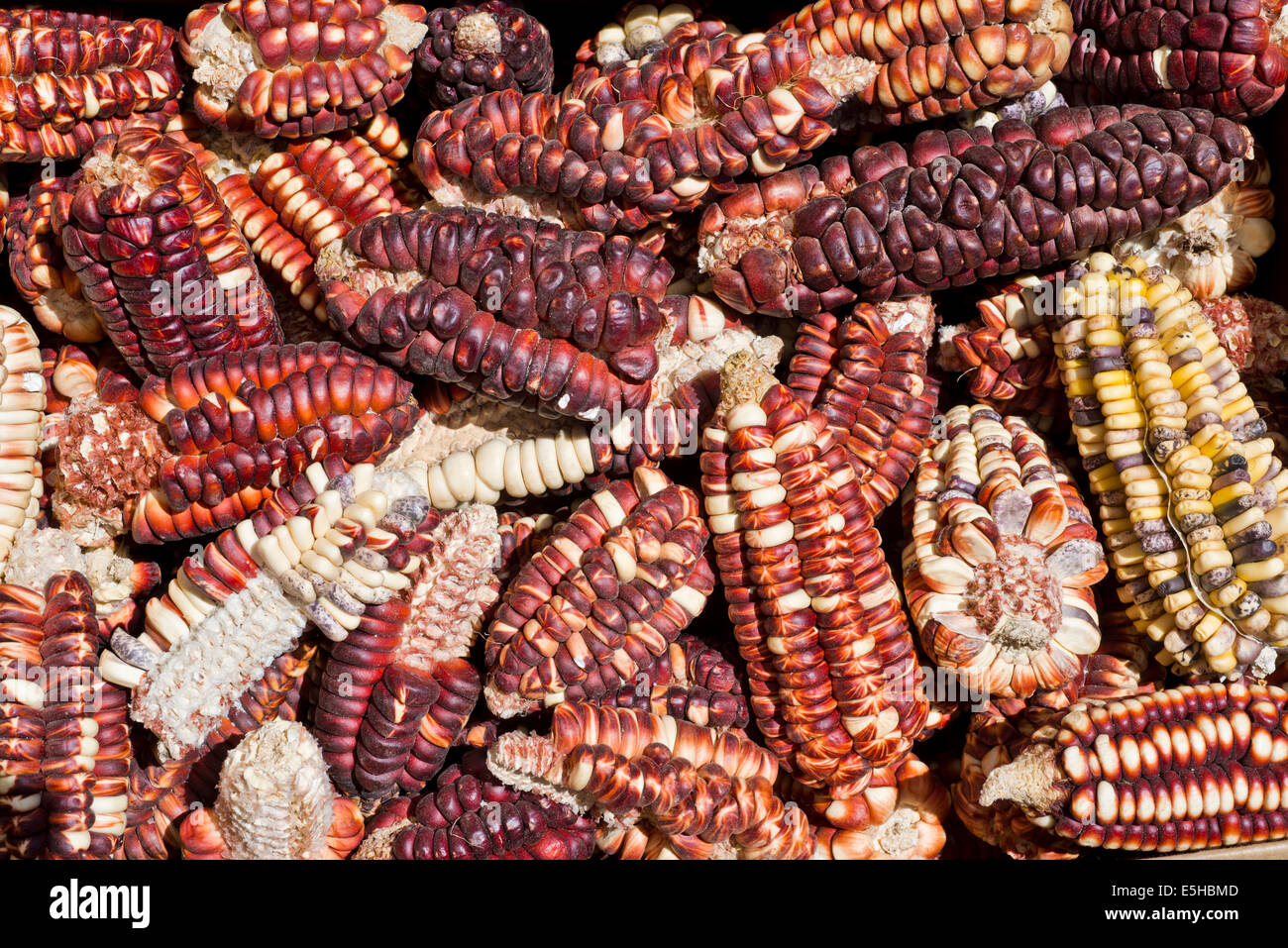 Colorful corn cobs laid out to dry, Peru Stock Photo - Alamy