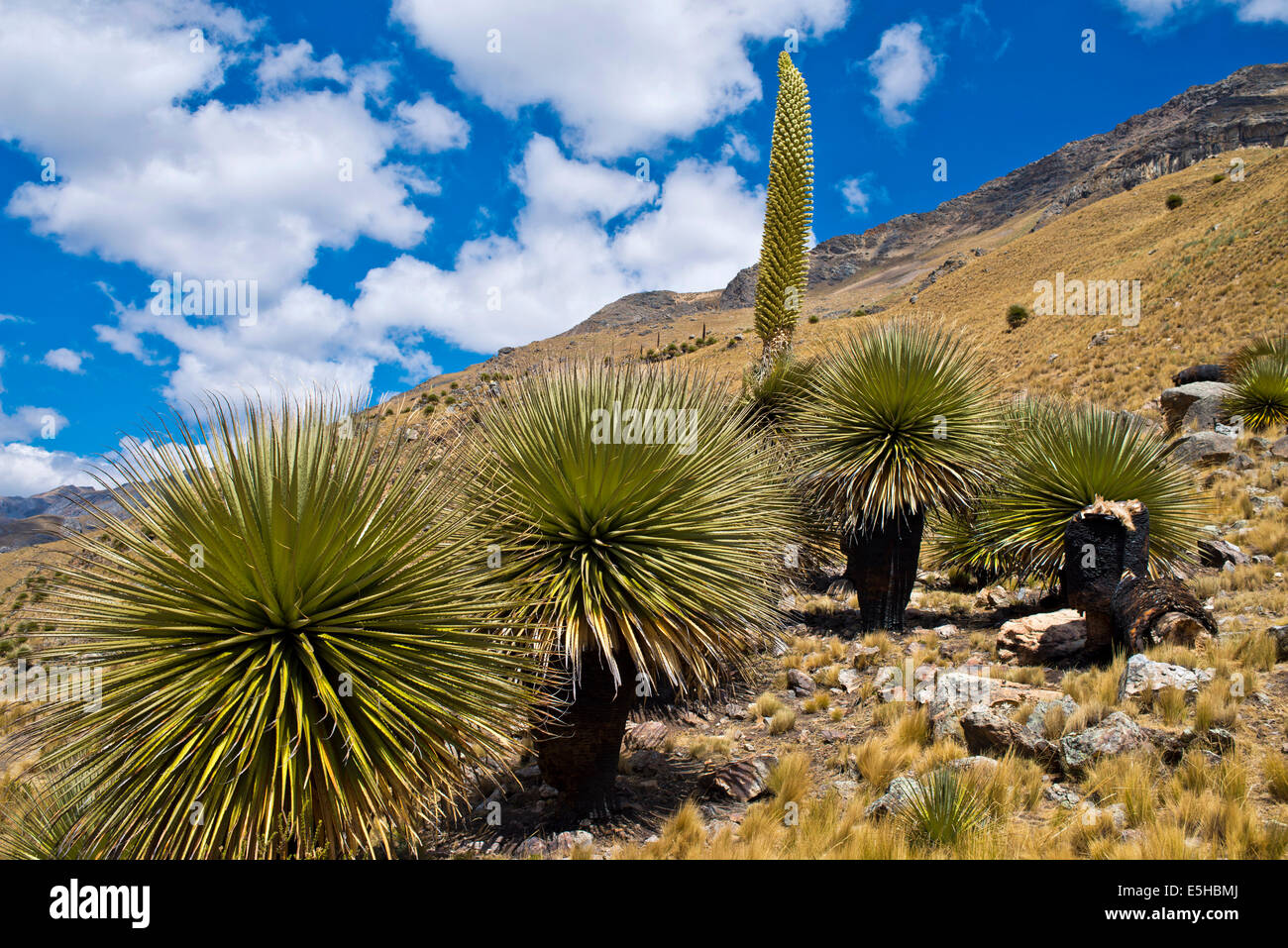 Queen Of The Andes Puya Raimondii With Inflorescence Huascaran