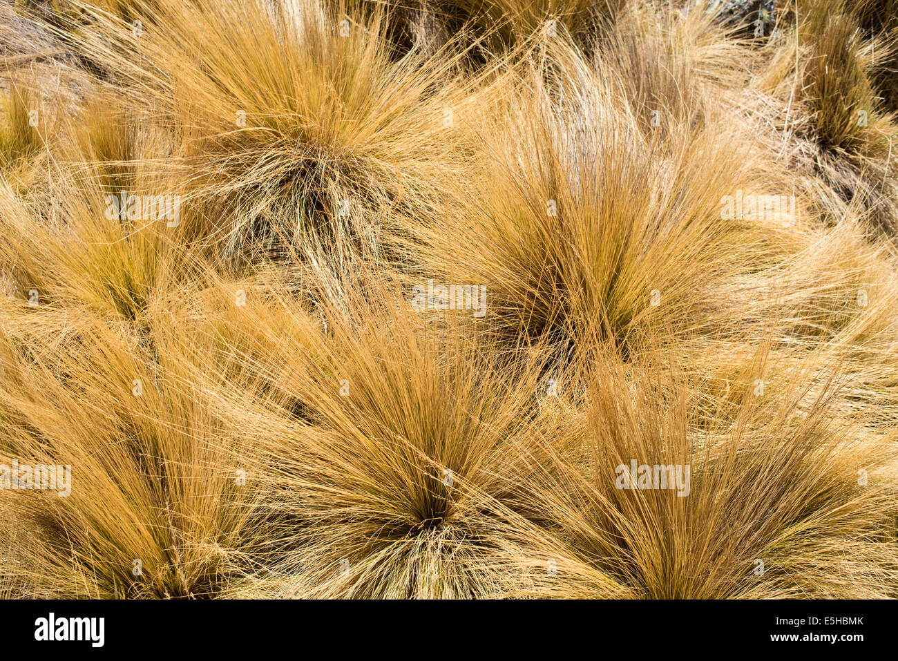 Peruvian feather grass (Stipa ichu), Andes, Peru Stock Photo: 72297139 ...