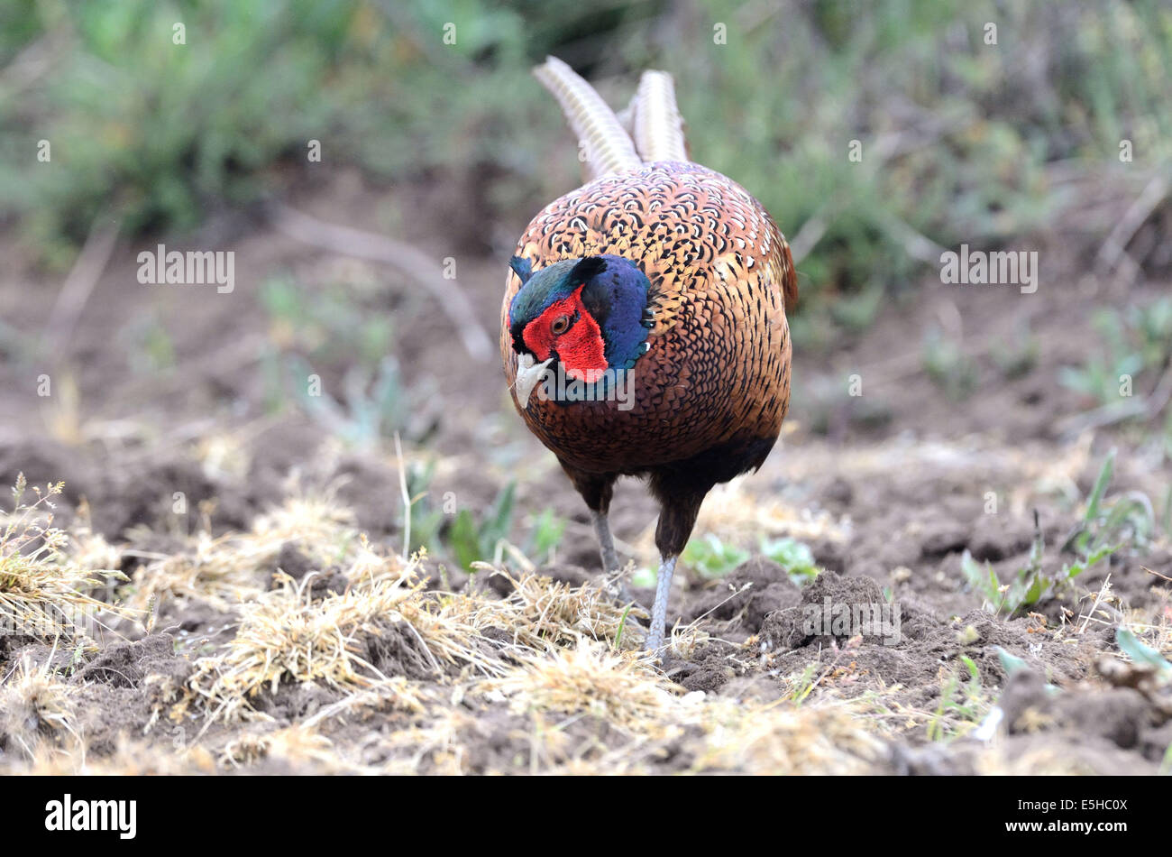 Wildhuhner hi-res stock photography and images - Alamy