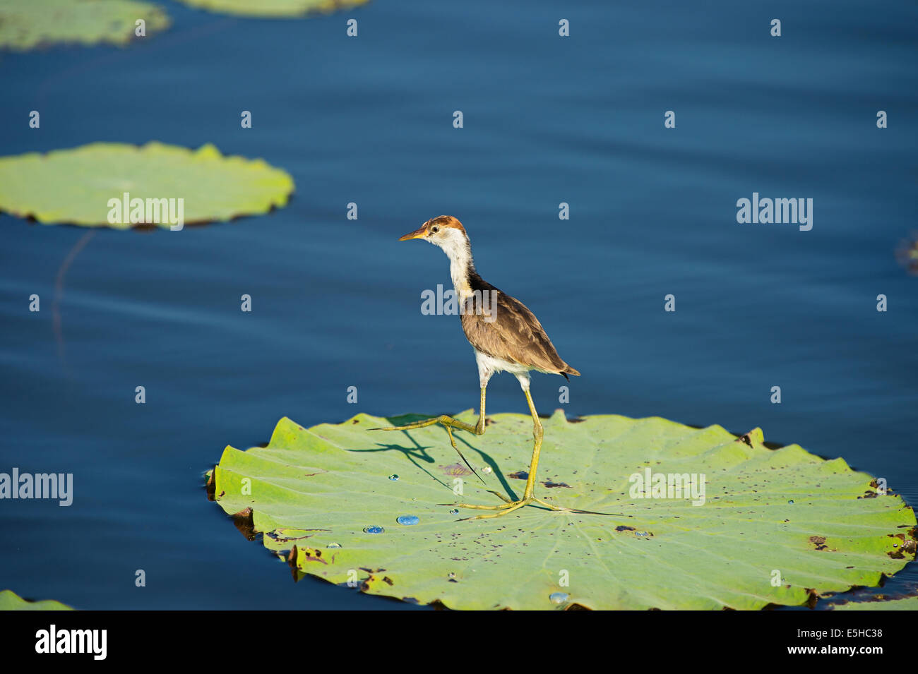 Jacana bird legs hi-res stock photography and images - Alamy