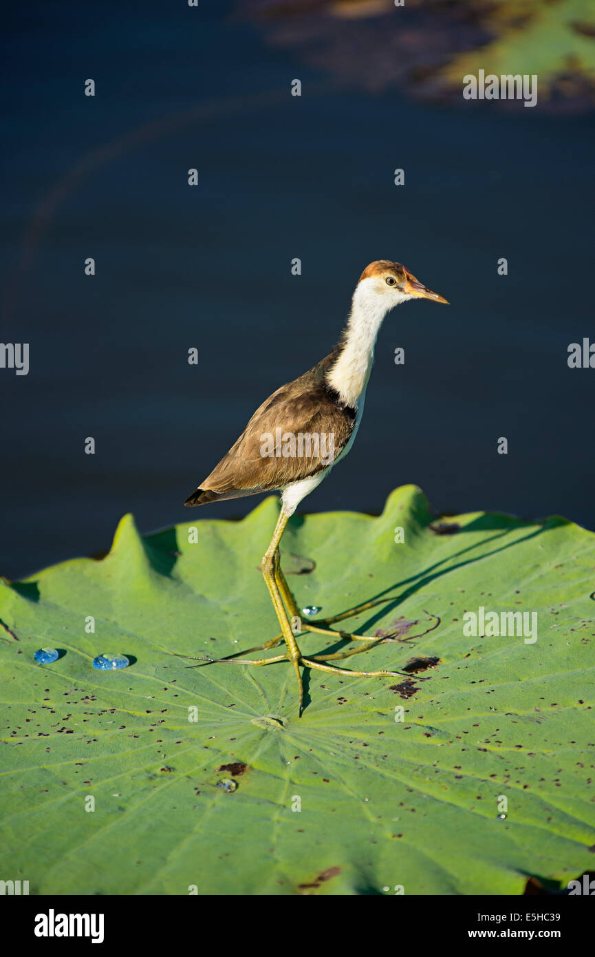 Jacana bird legs hi-res stock photography and images - Alamy