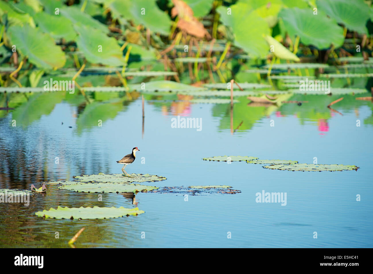 Lone Comb-Crested Jacana rests on lily pad Mary River NT. Australia ...