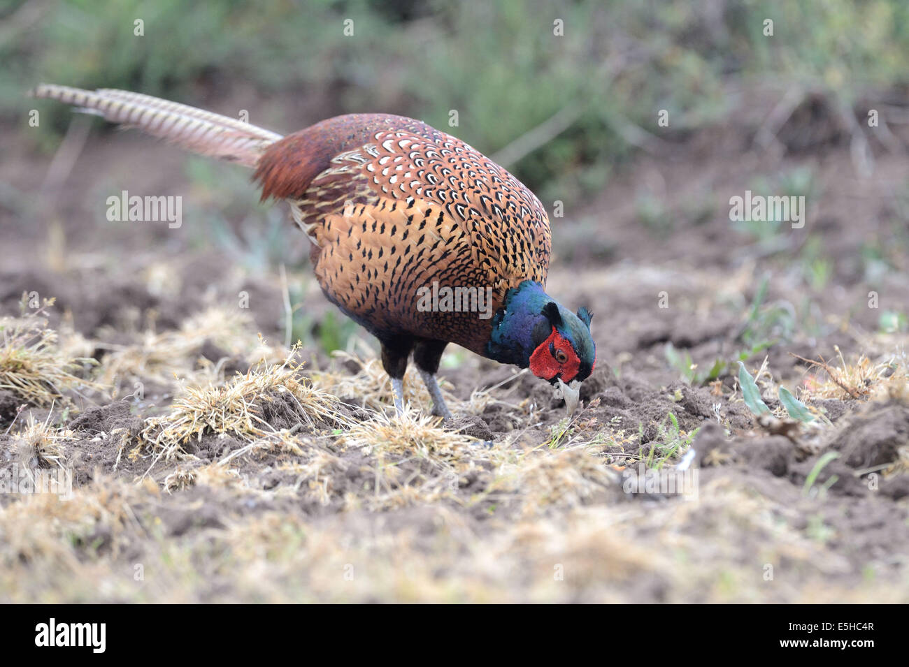 Feldhuhn hi-res stock photography and images - Alamy