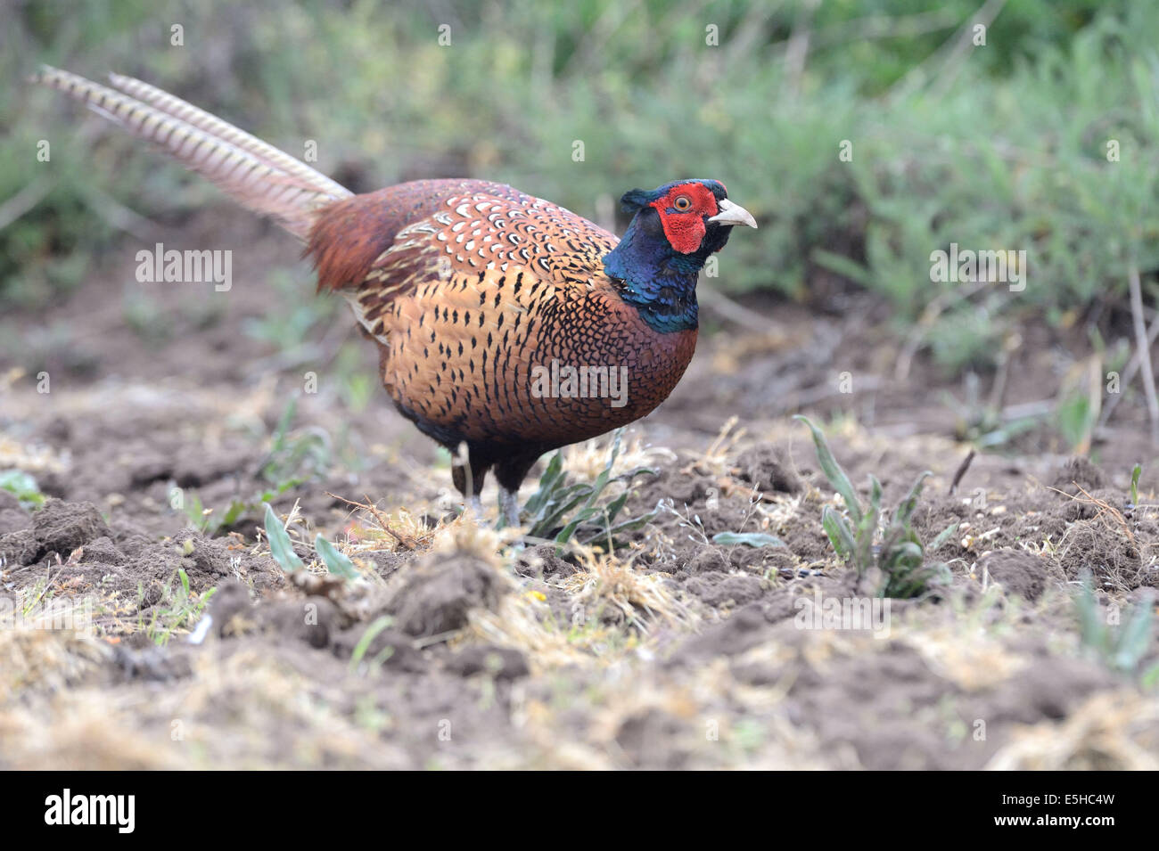 Phasianus colchicus mongolicus hi-res stock photography and images - Alamy