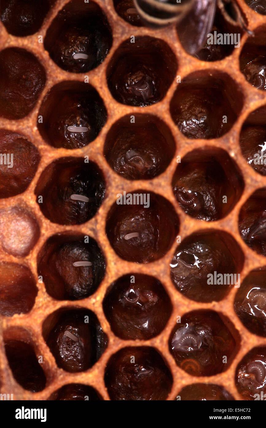 Eggs and youngest brood in the form of very small larvaes in the cells ...