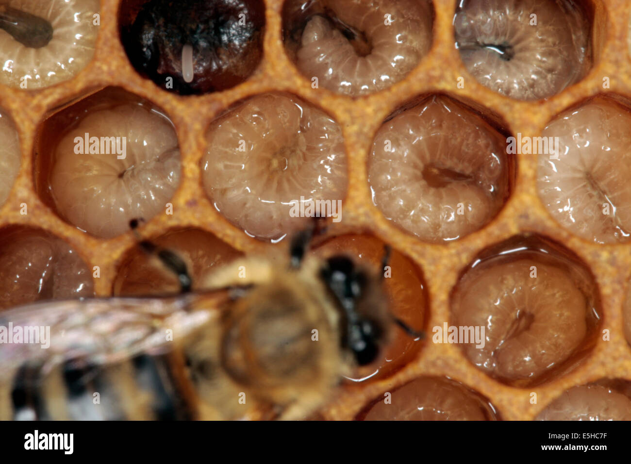 Round maggots in the cells of a brood comb. The breeding ensures the ...