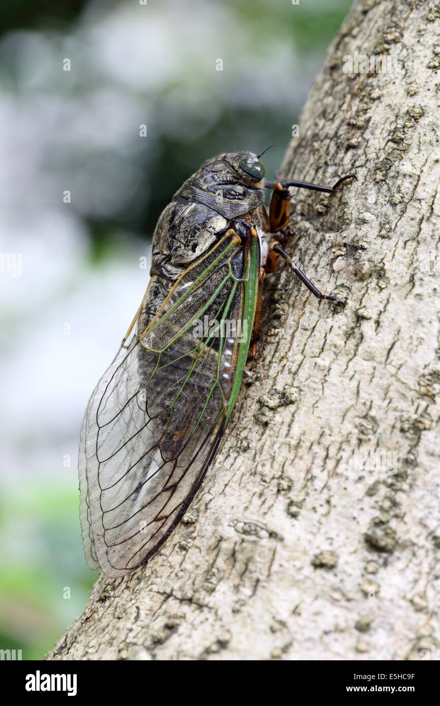 cicada holding on a tree Stock Photo - Alamy