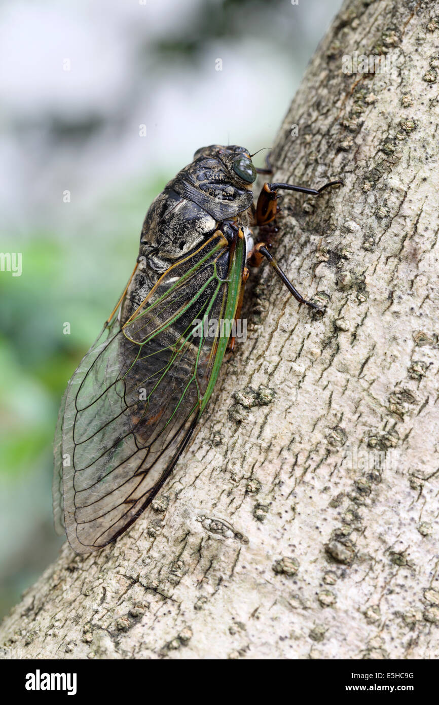 cicada holding on a tree Stock Photo - Alamy