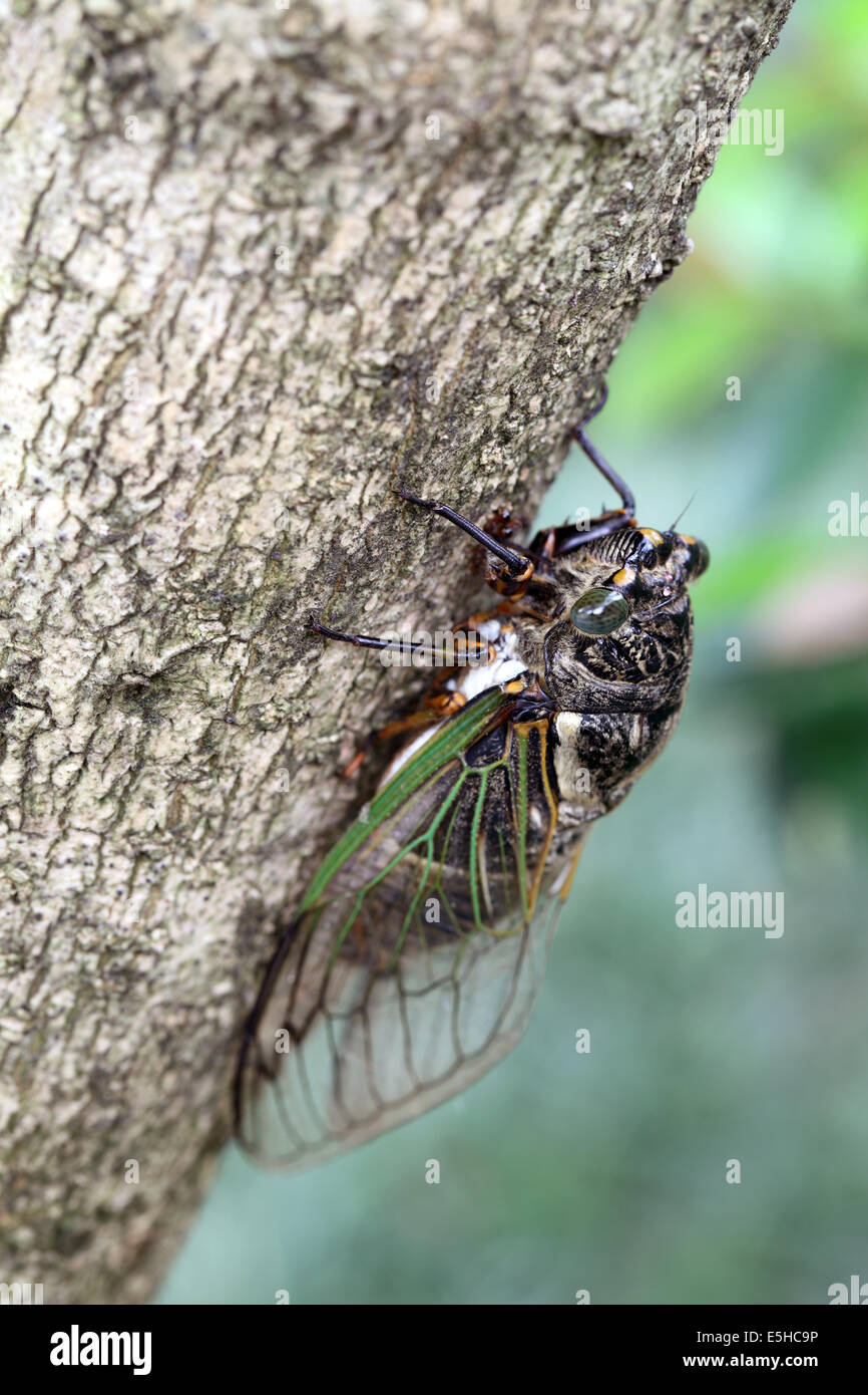cicada holding on a tree Stock Photo - Alamy