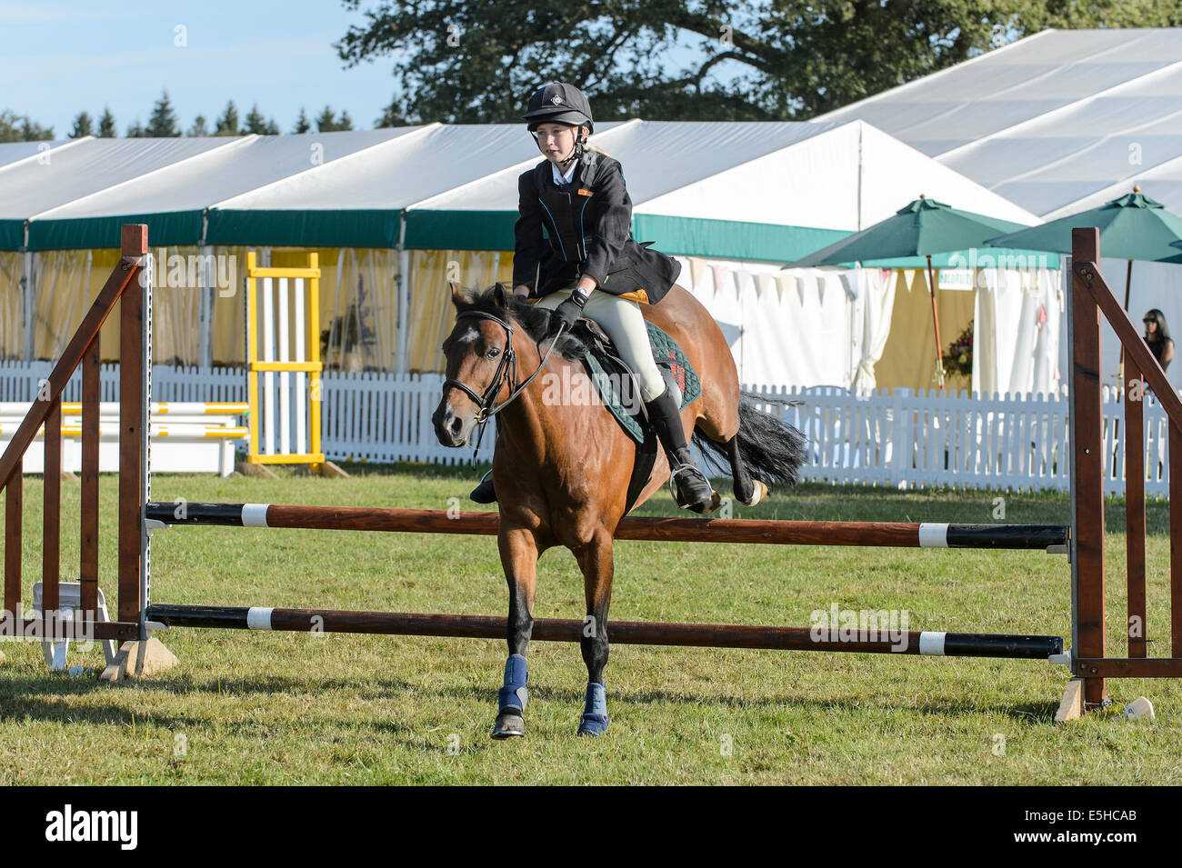 Ponies competing in a show jumping competition during the 'New Forest ...