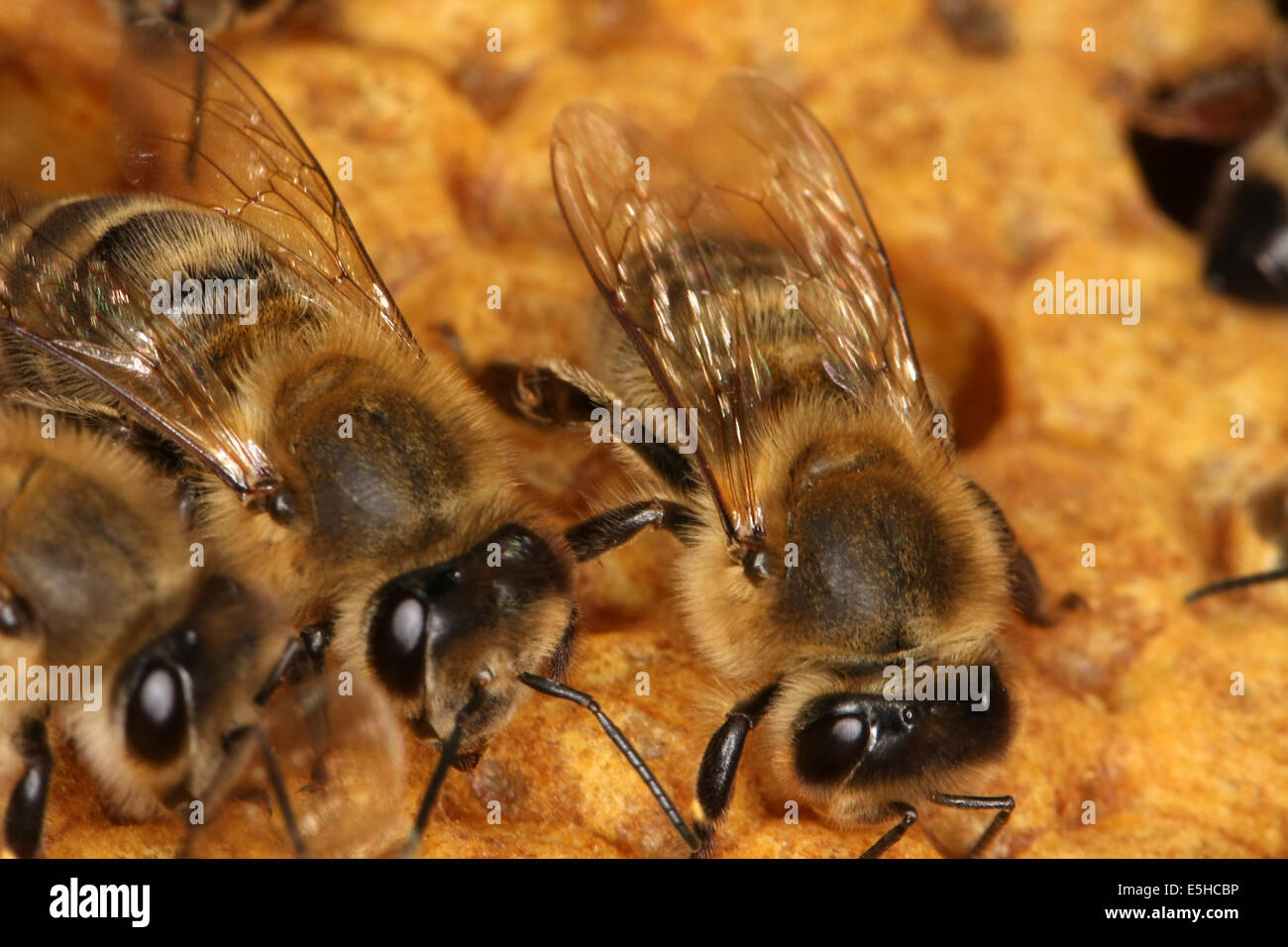 Bees on a brood comb with capped cells of the worker bees. Nine days ...