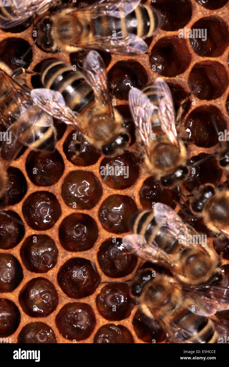 Small and youngest larvaes in the cells of a honey bee brood comb. They ...