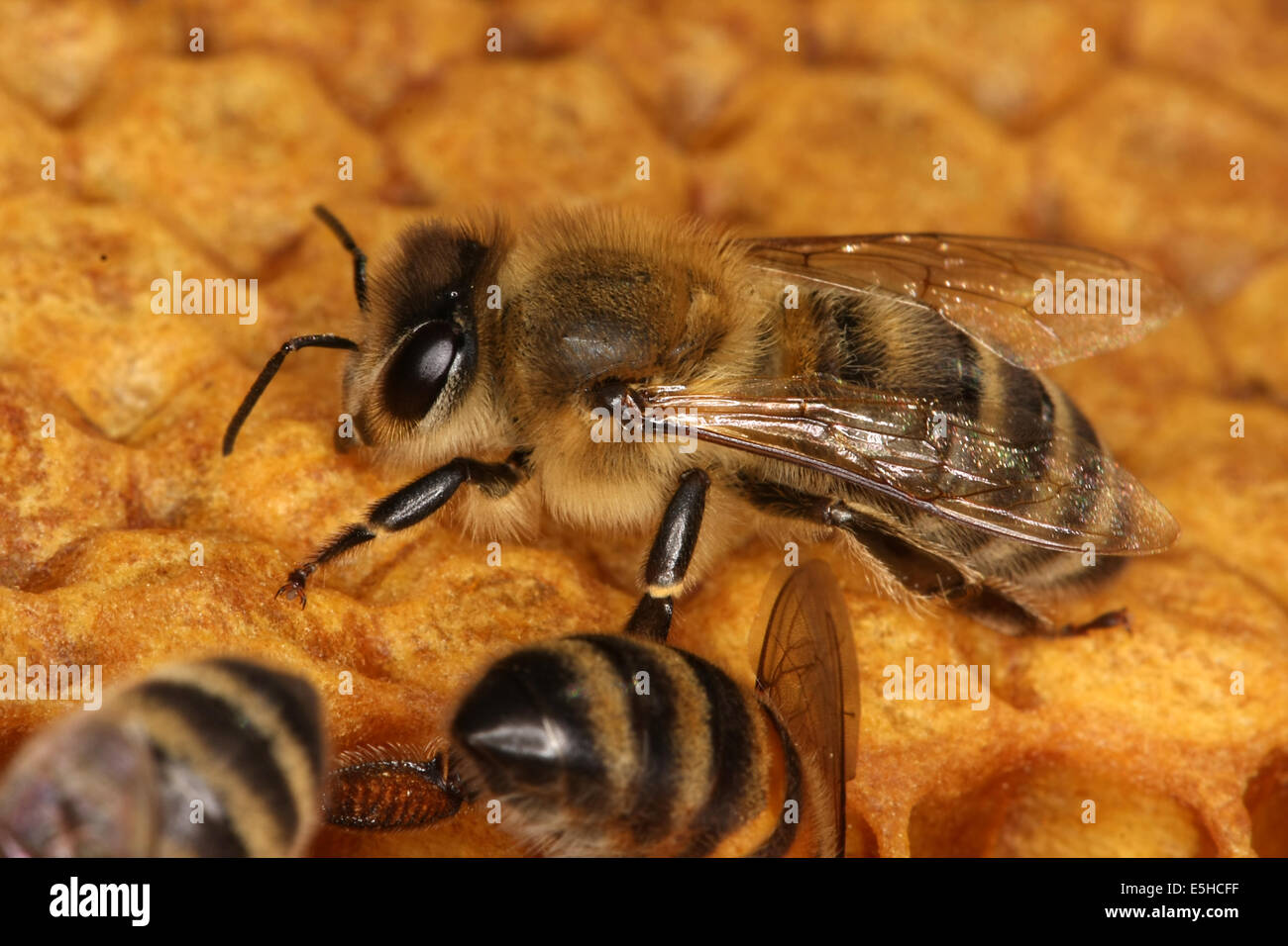 Bees on brood comb capped hi-res stock photography and images - Alamy