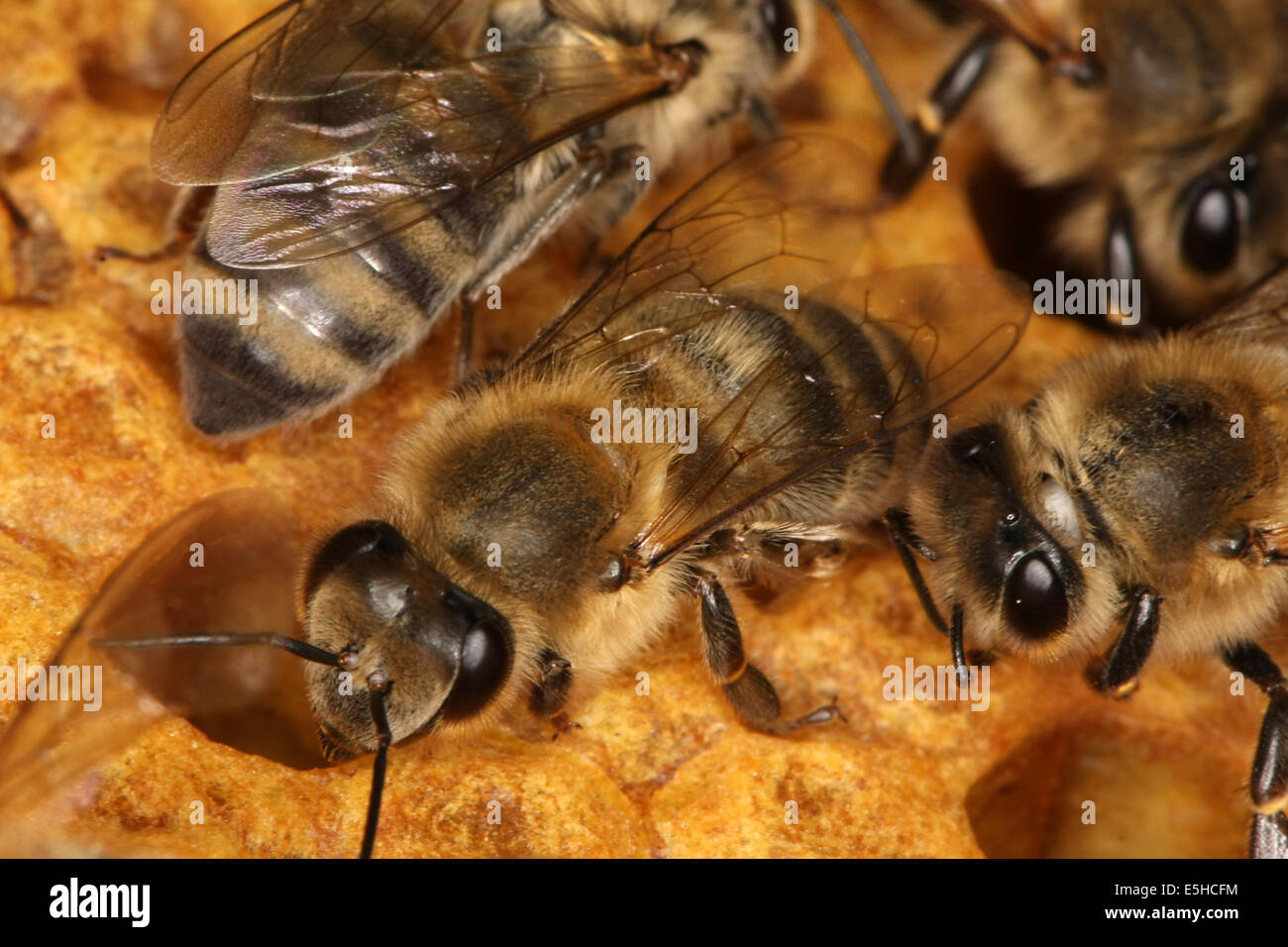 Bees on brood comb capped hi-res stock photography and images - Alamy