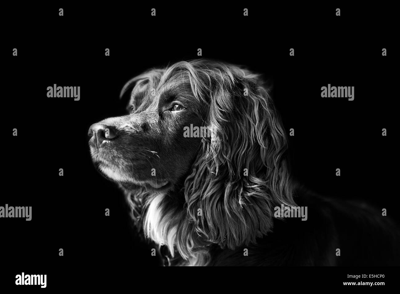 Small white dog long Black and White Stock Photos & Images - Alamy