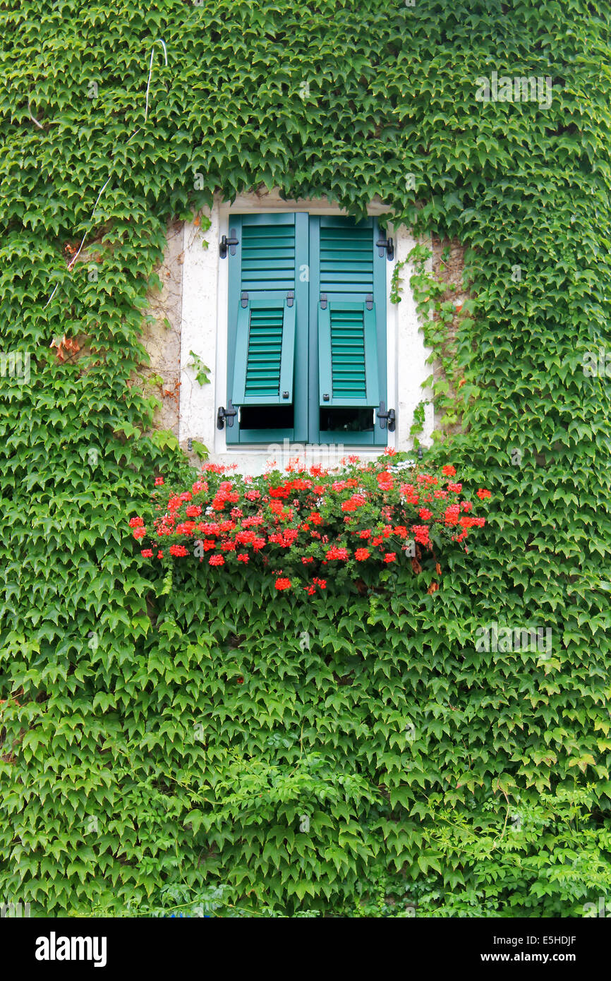 Beautiful window between green plant and red flowers Stock Photo - Alamy
