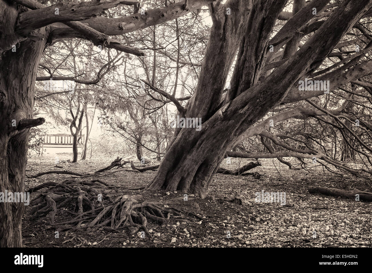 Ancient Yew trees being uprooted at Newlands Corner in The Surrey Hills ...