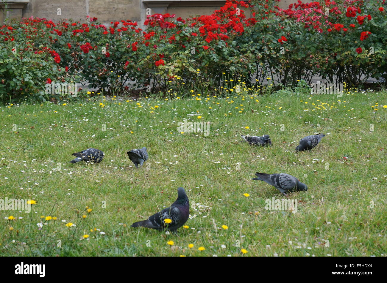 Roses and pigeons hi-res stock photography and images - Alamy