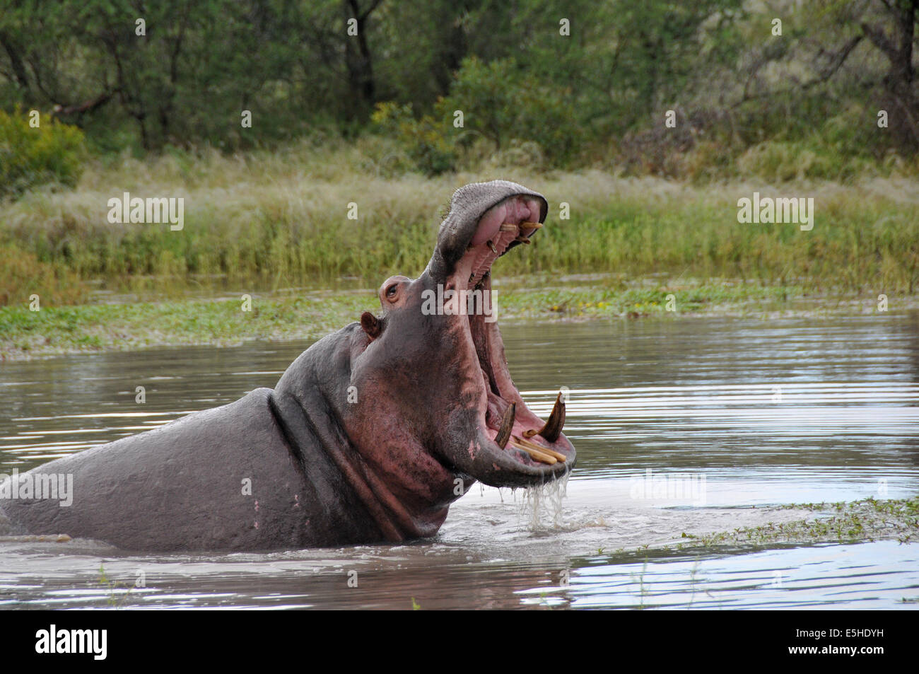 Hippos anatomy hi-res stock photography and images - Alamy