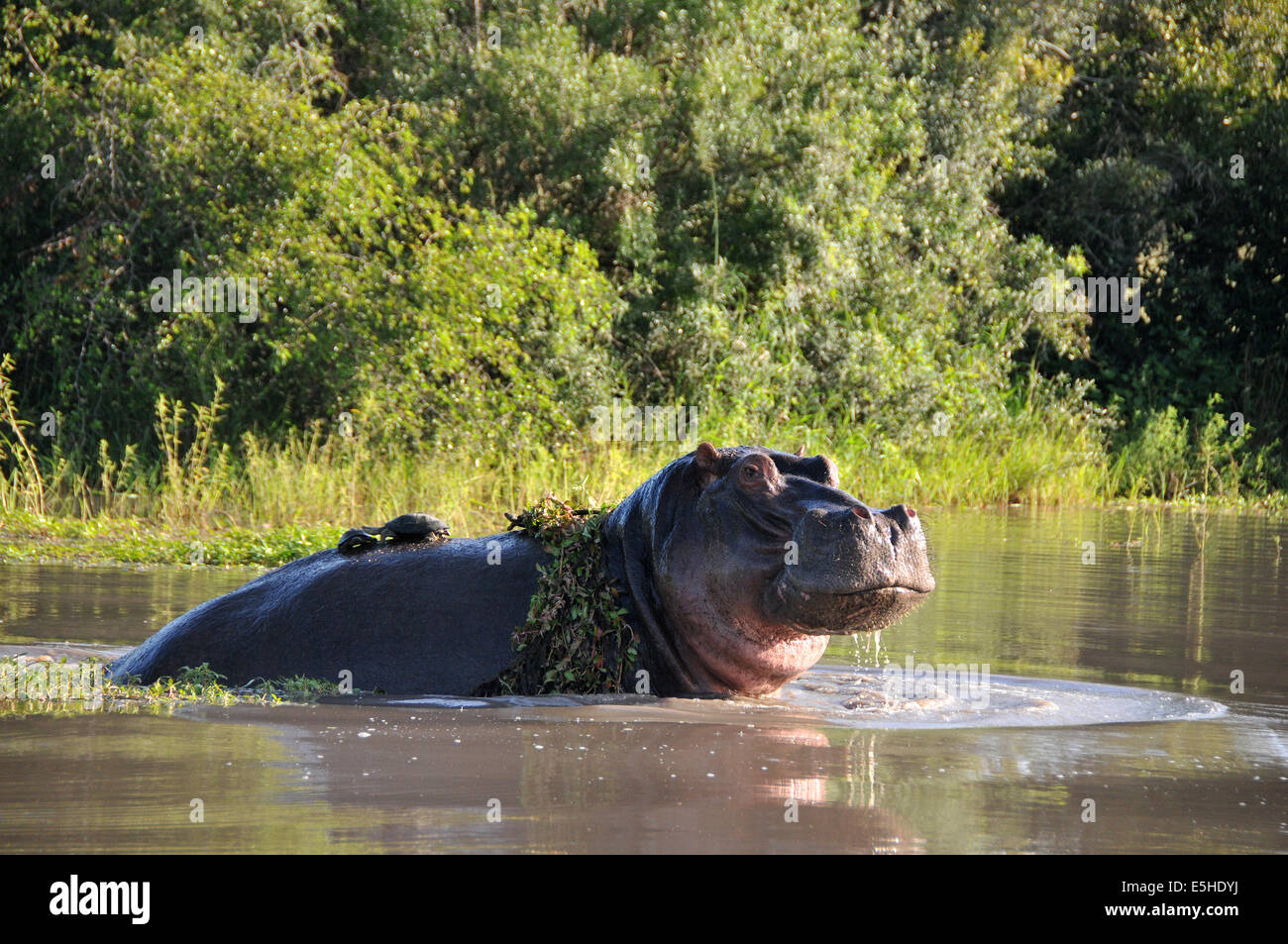 angry old hippo with some turtles on his back Stock Photo - Alamy