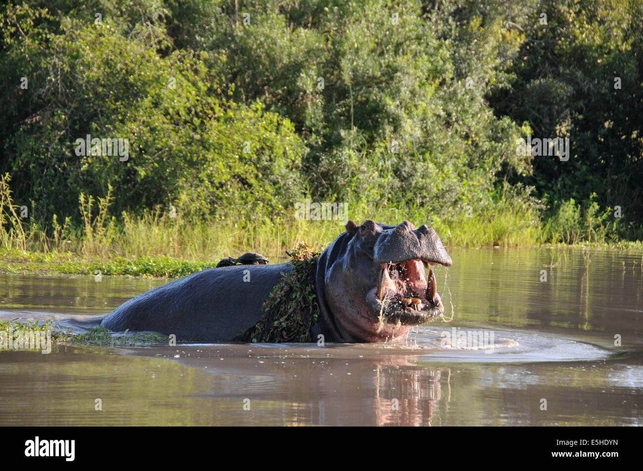 Old hippo with some turtles on his back Stock Photo - Alamy