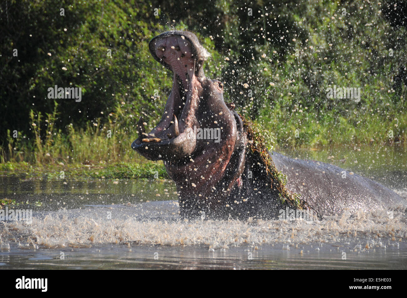 Angry movement hi-res stock photography and images - Alamy